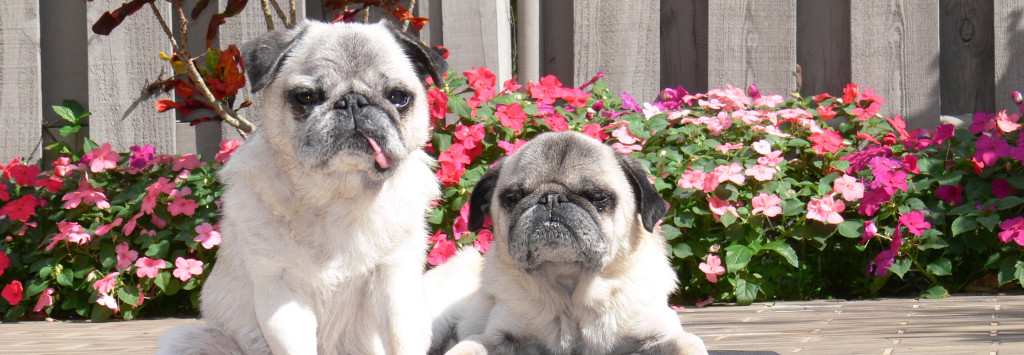 Compassionate Pug Rescue | A Non-Profit All Volunteer Pug Rescue ...