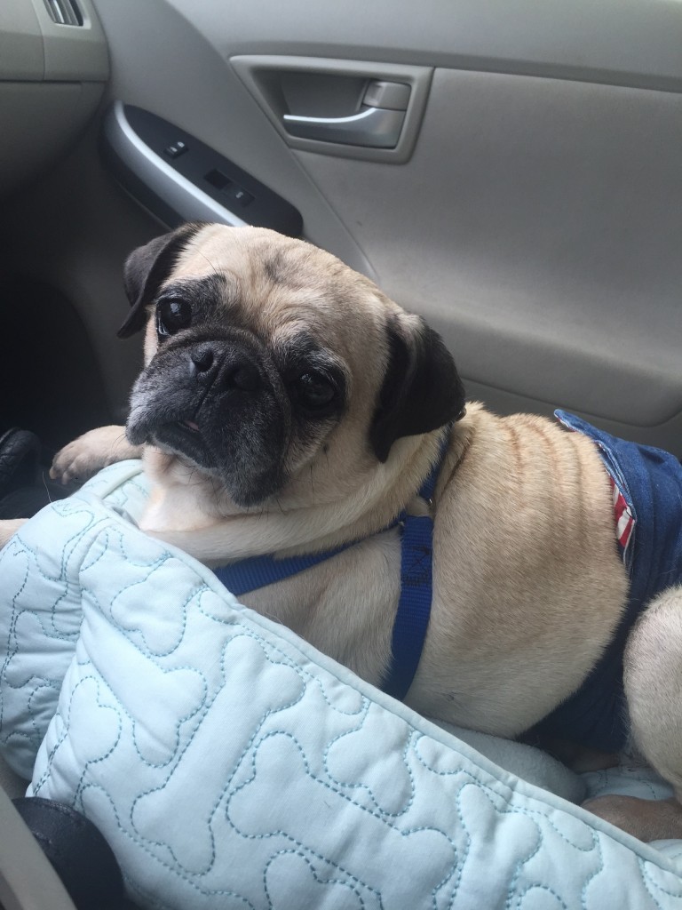 pugly – Copy | Compassionate Pug Rescue