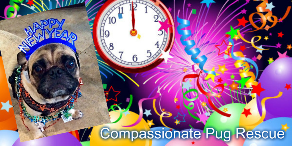 Compassionate Pug Rescue | A Non-Profit All Volunteer Pug Rescue ...