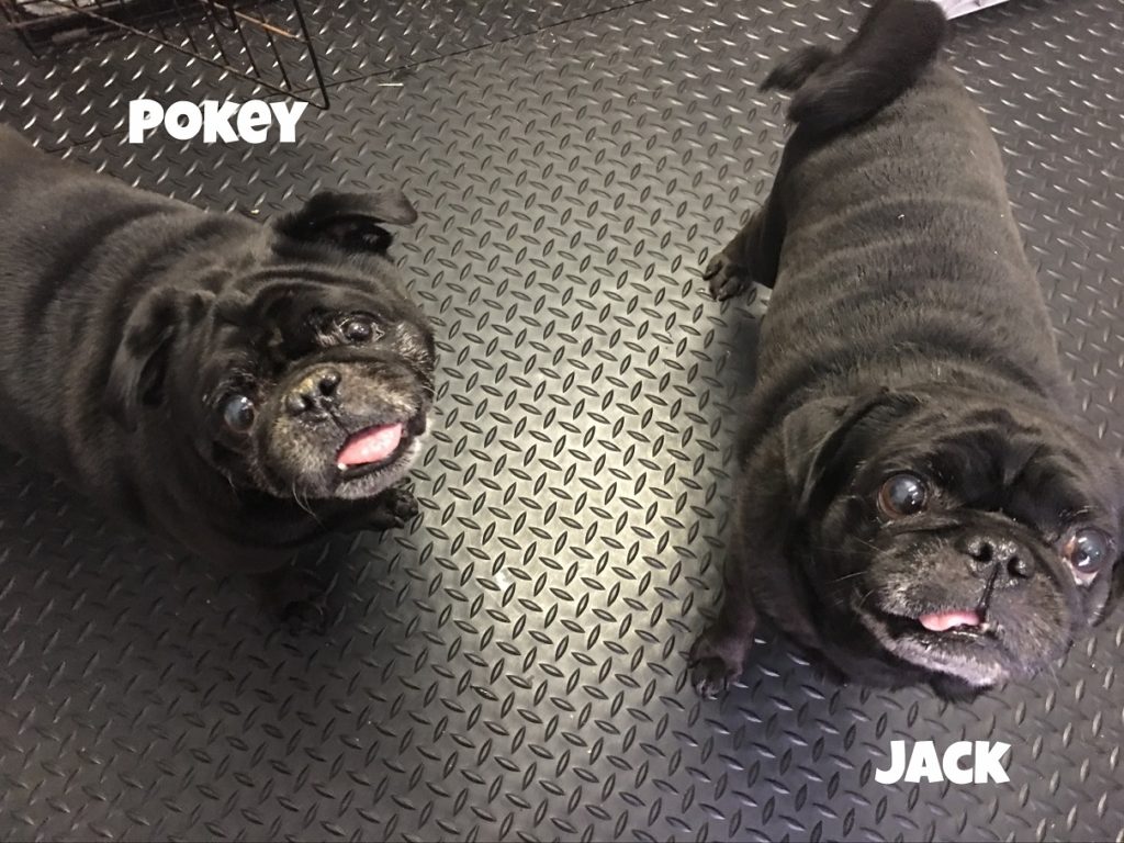 pokey and jack with names – Copy | Compassionate Pug Rescue