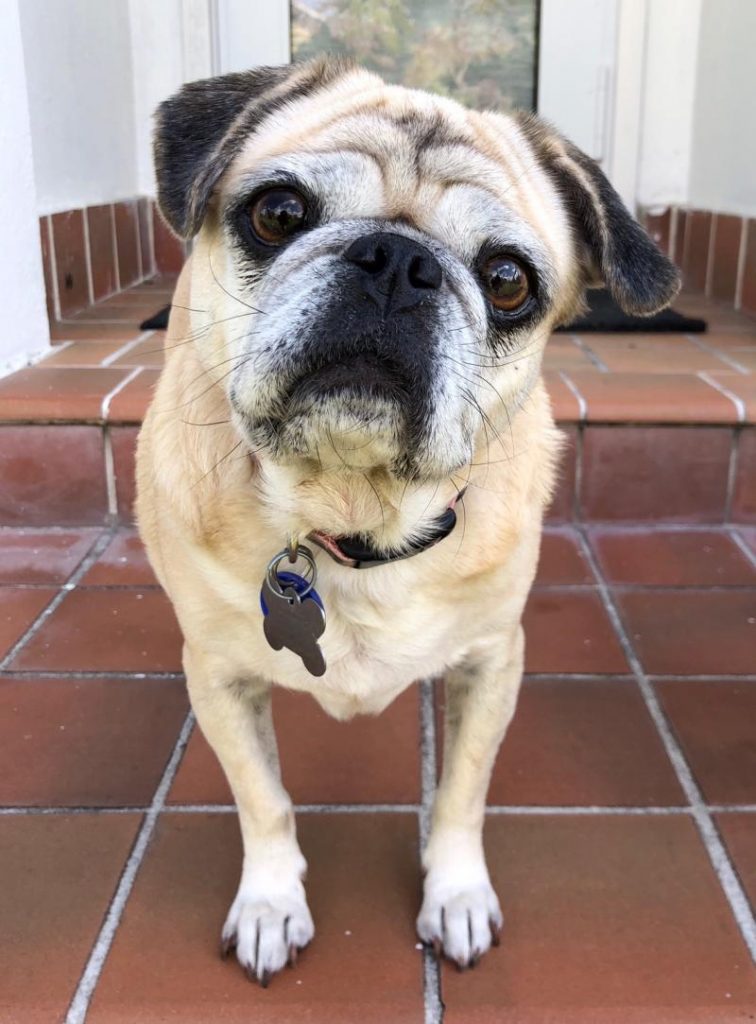 39896154_2.jpg | Compassionate Pug Rescue