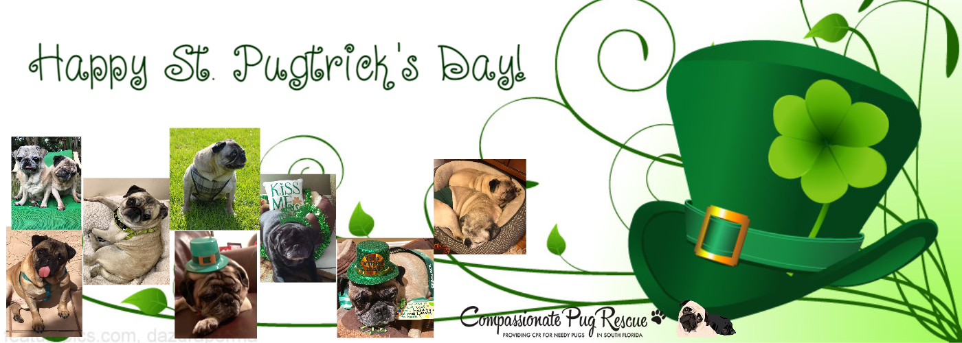 Compassionate Pug Rescue | A Non-Profit All Volunteer Pug Rescue ...