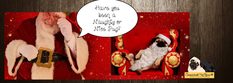 Compassionate Pug Rescue | A Non-Profit All Volunteer Pug Rescue ...