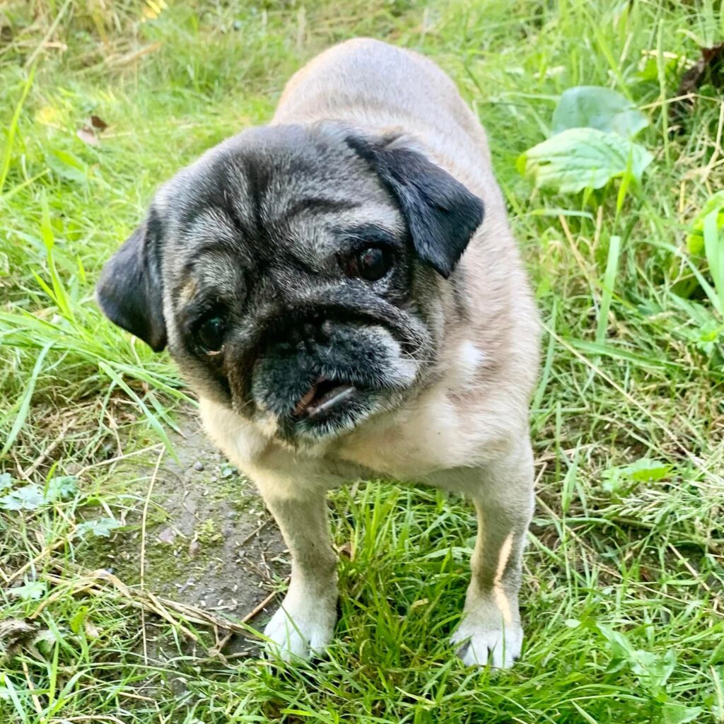 Compassionate Pug Rescue | A Non-Profit All Volunteer Pug Rescue ...