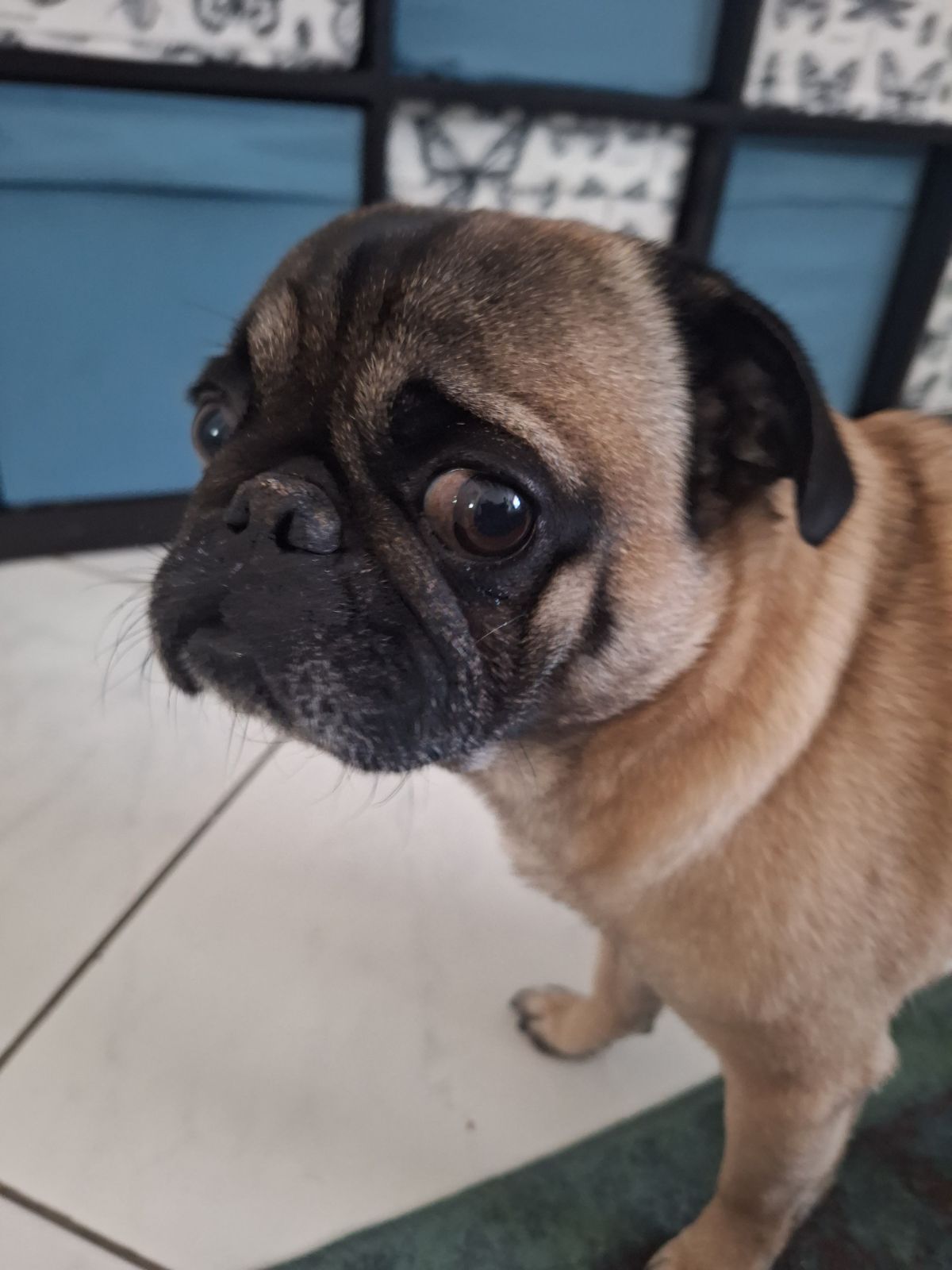 10000002361 | Compassionate Pug Rescue