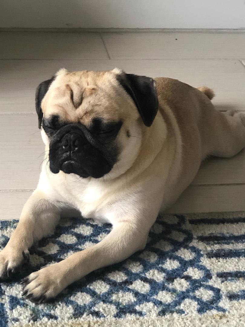 easter-3 | Compassionate Pug Rescue