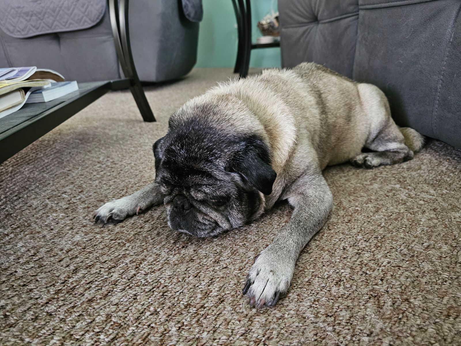 image000001 | Compassionate Pug Rescue